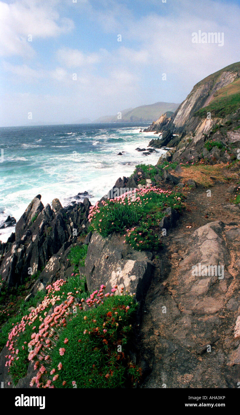 Thrift in flower on Dunmore Head Dingle County kerry Ireland Stock ...