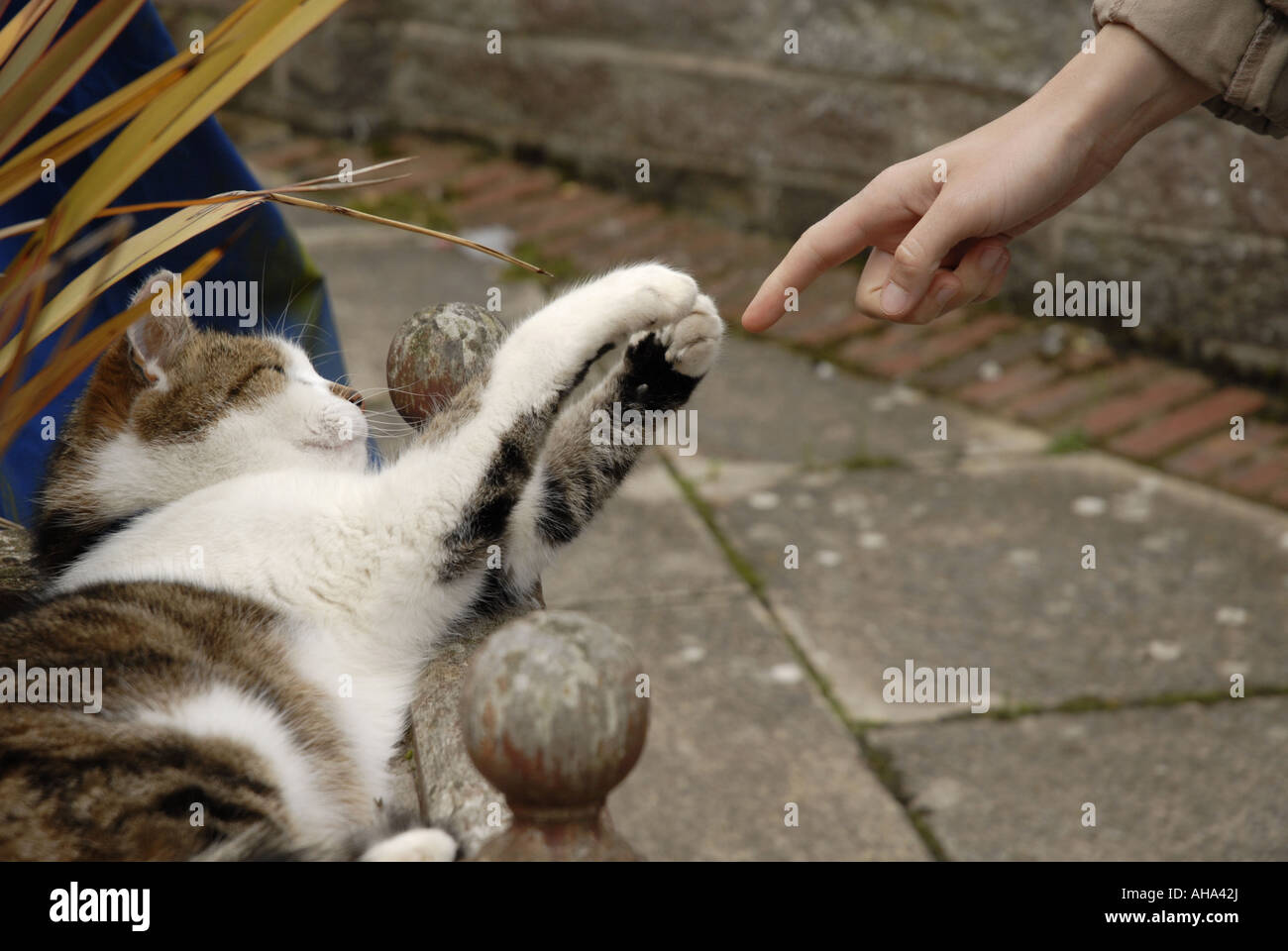 Cat giving the paw Stock Photo - Alamy