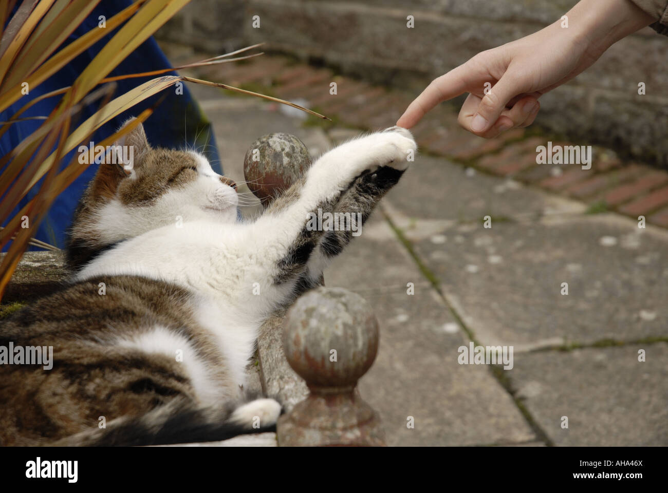 Cat giving the paw Stock Photo - Alamy