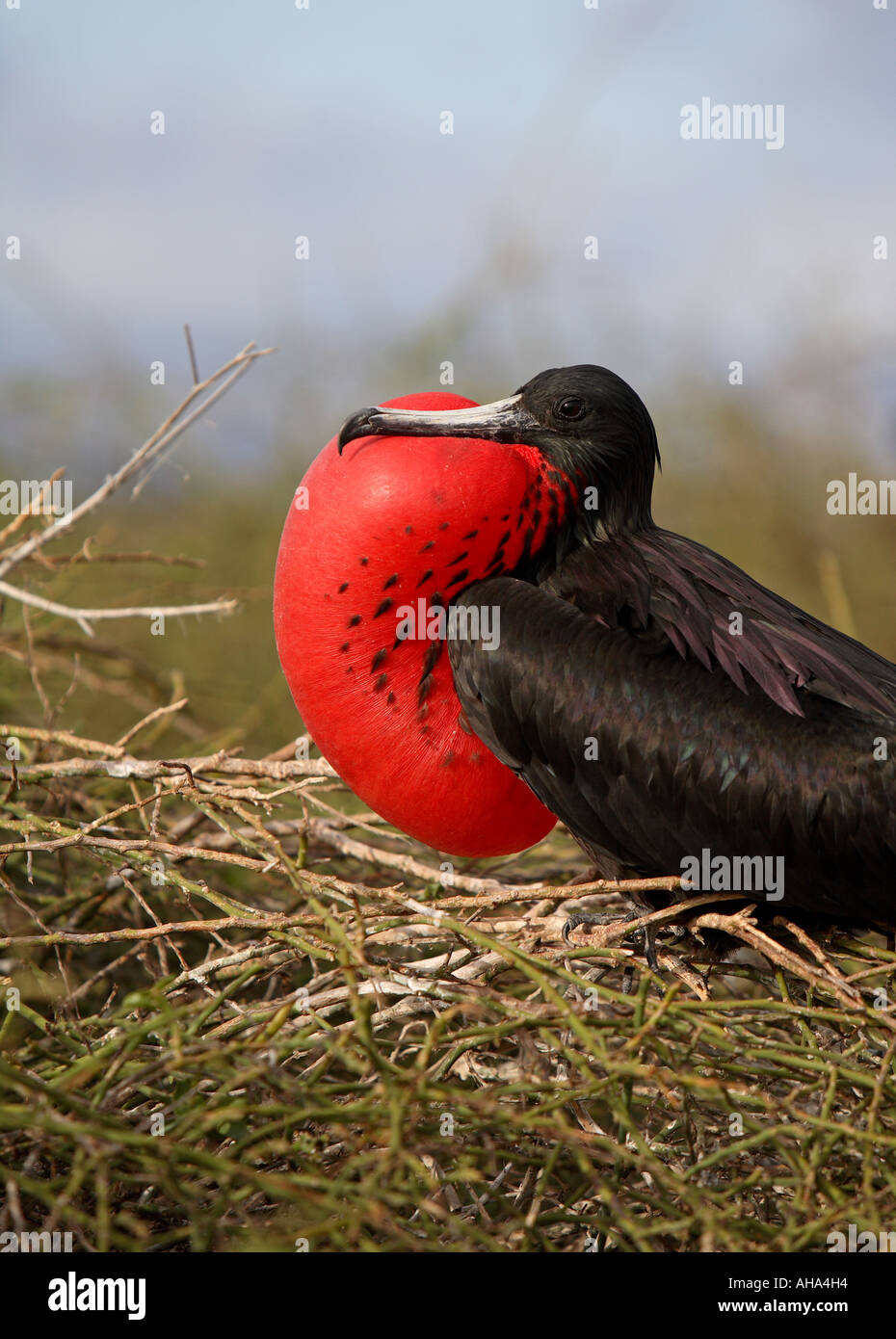 Greater frigate bird hi-res stock photography and images - Alamy