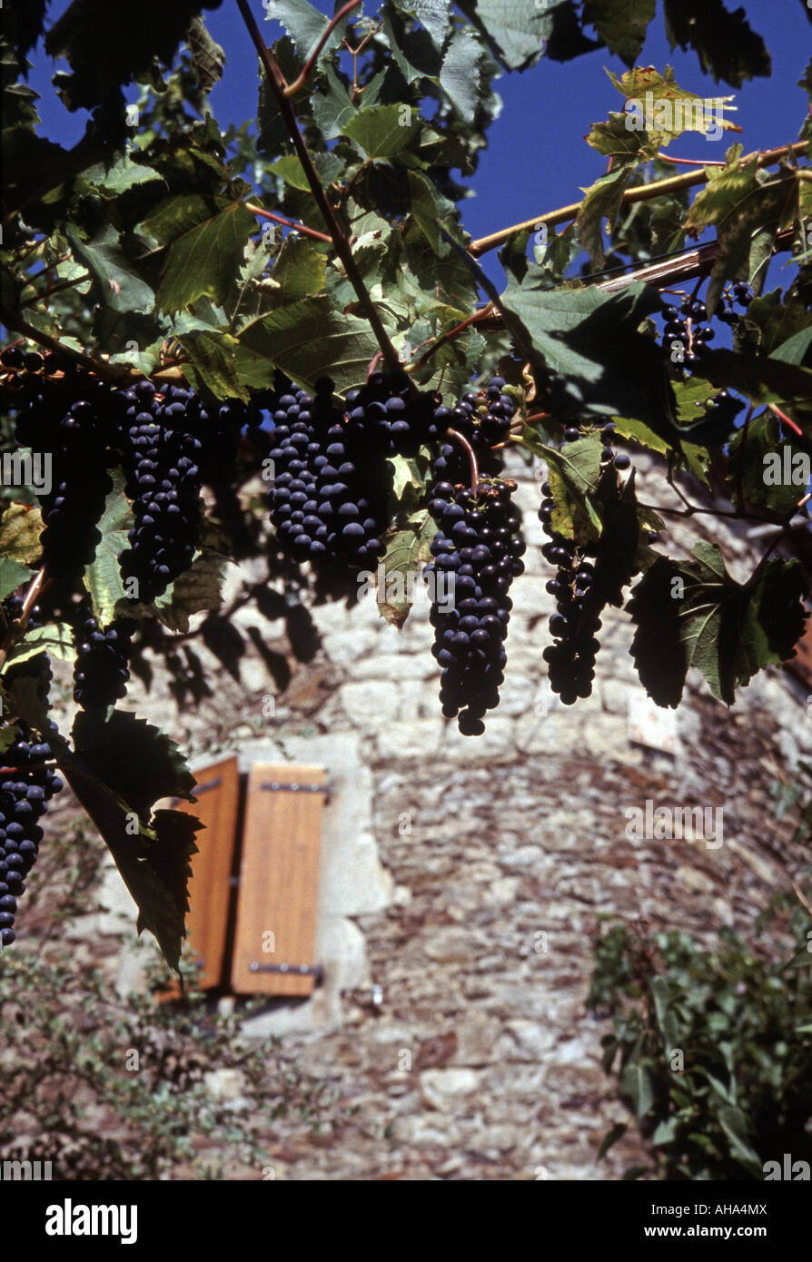 Grape vine hanging over terrace of farmhouse near the Chateau de ...