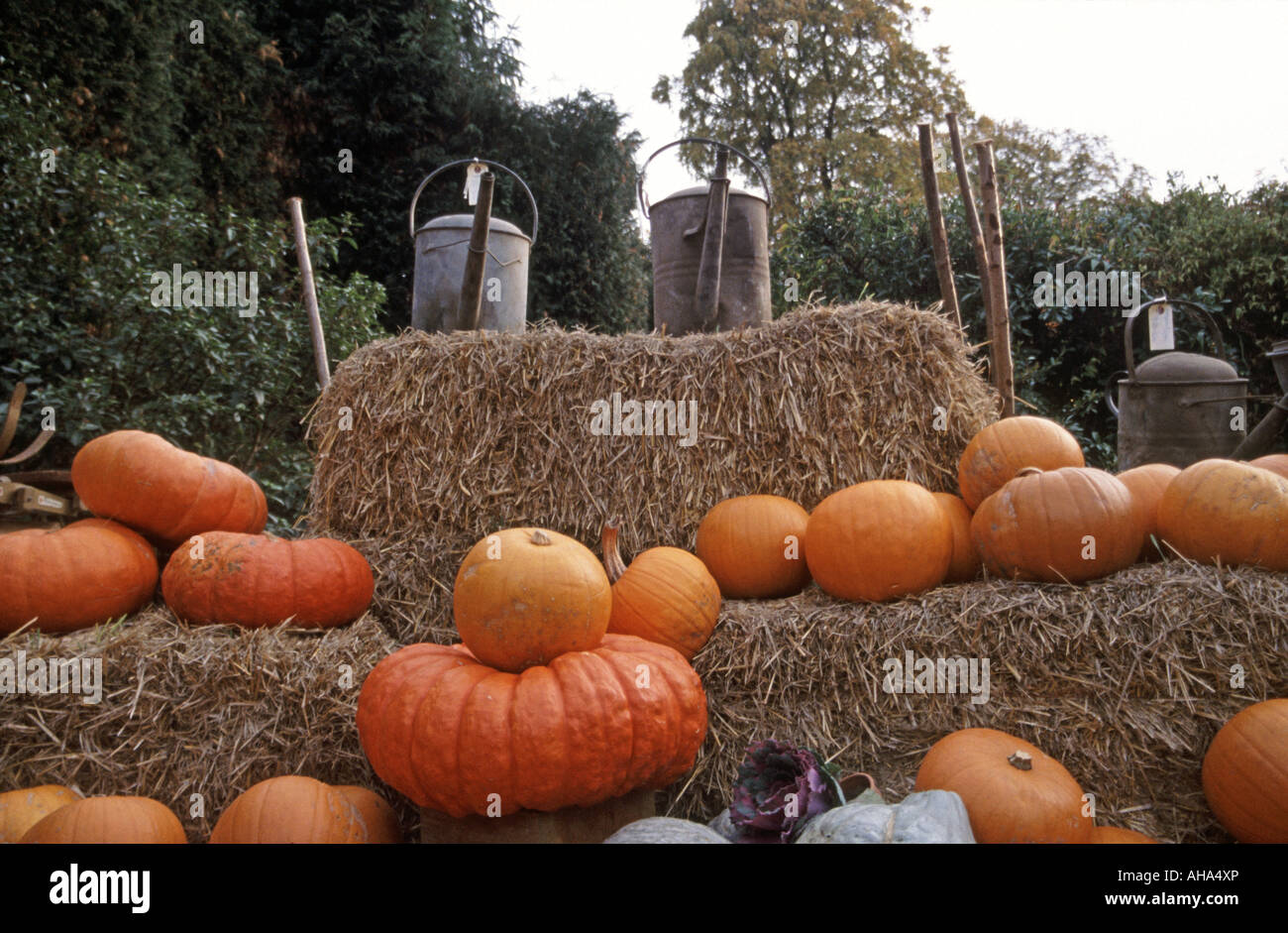 Pumpkins in October near Reigate Surry England Stock Photo - Alamy