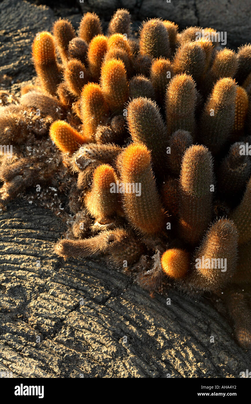 Landscape detail of lava cactus, brachycereus nesioticus, Fernandina ...