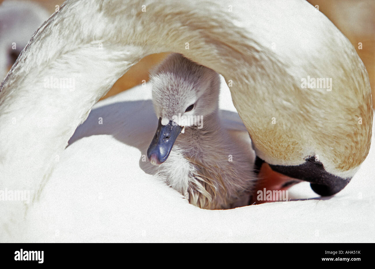 Cygnet with mother swan Abbotsbury Swannery Dorset England UK Stock ...