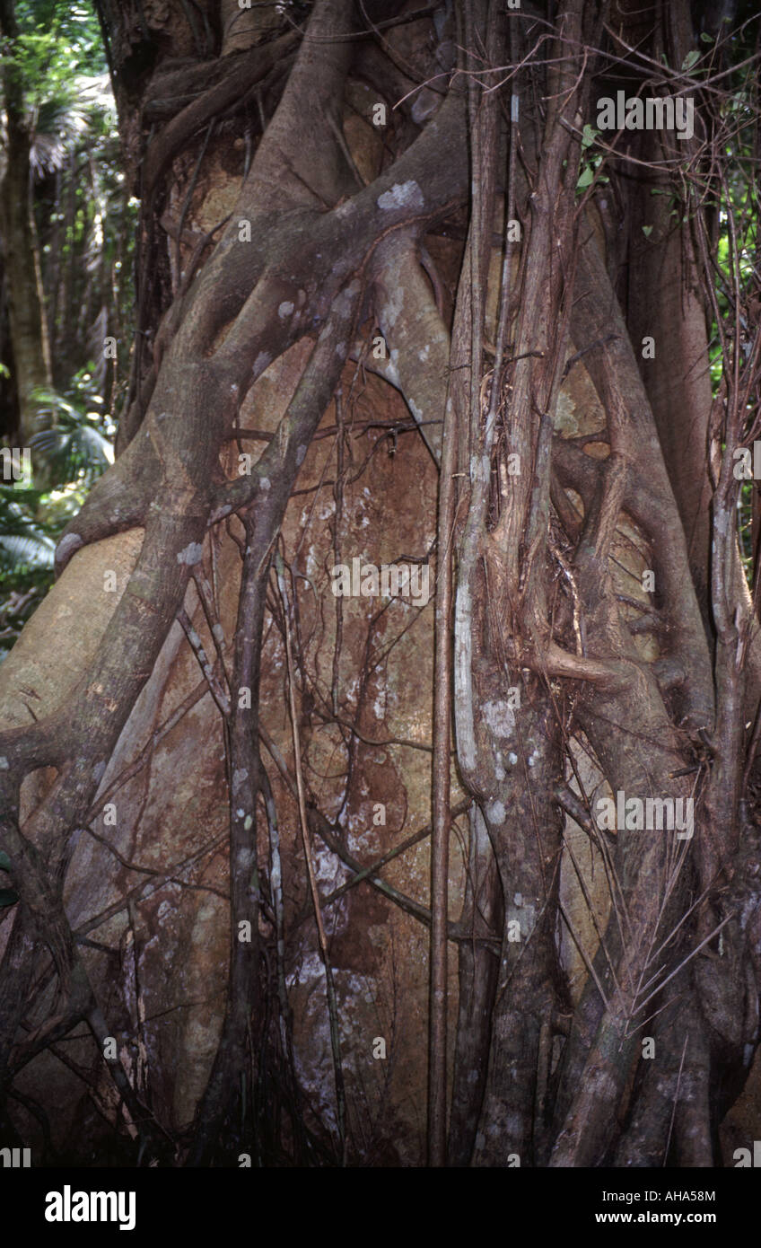 Jozani forest Zanzibar island giant creeper fig Tanzania Stock Photo ...