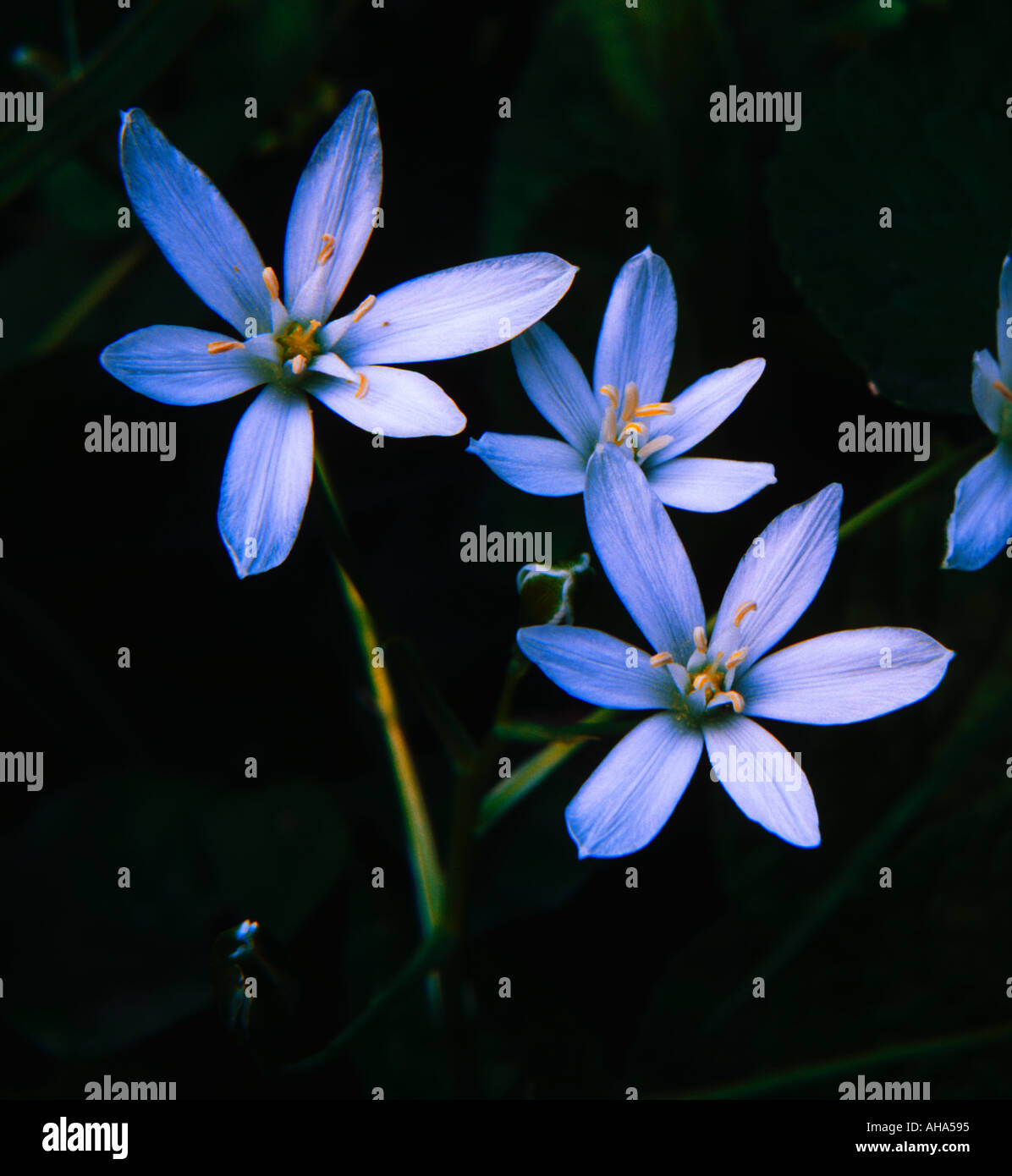 Blue blossoms on black background Stock Photo - Alamy