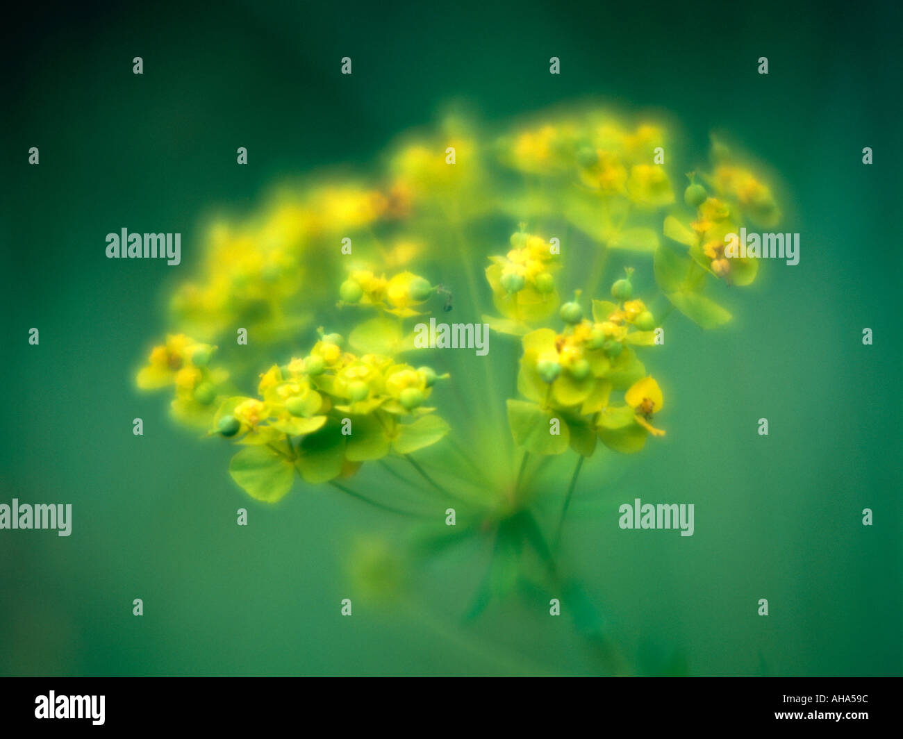 yellow flower blossom Stock Photo - Alamy