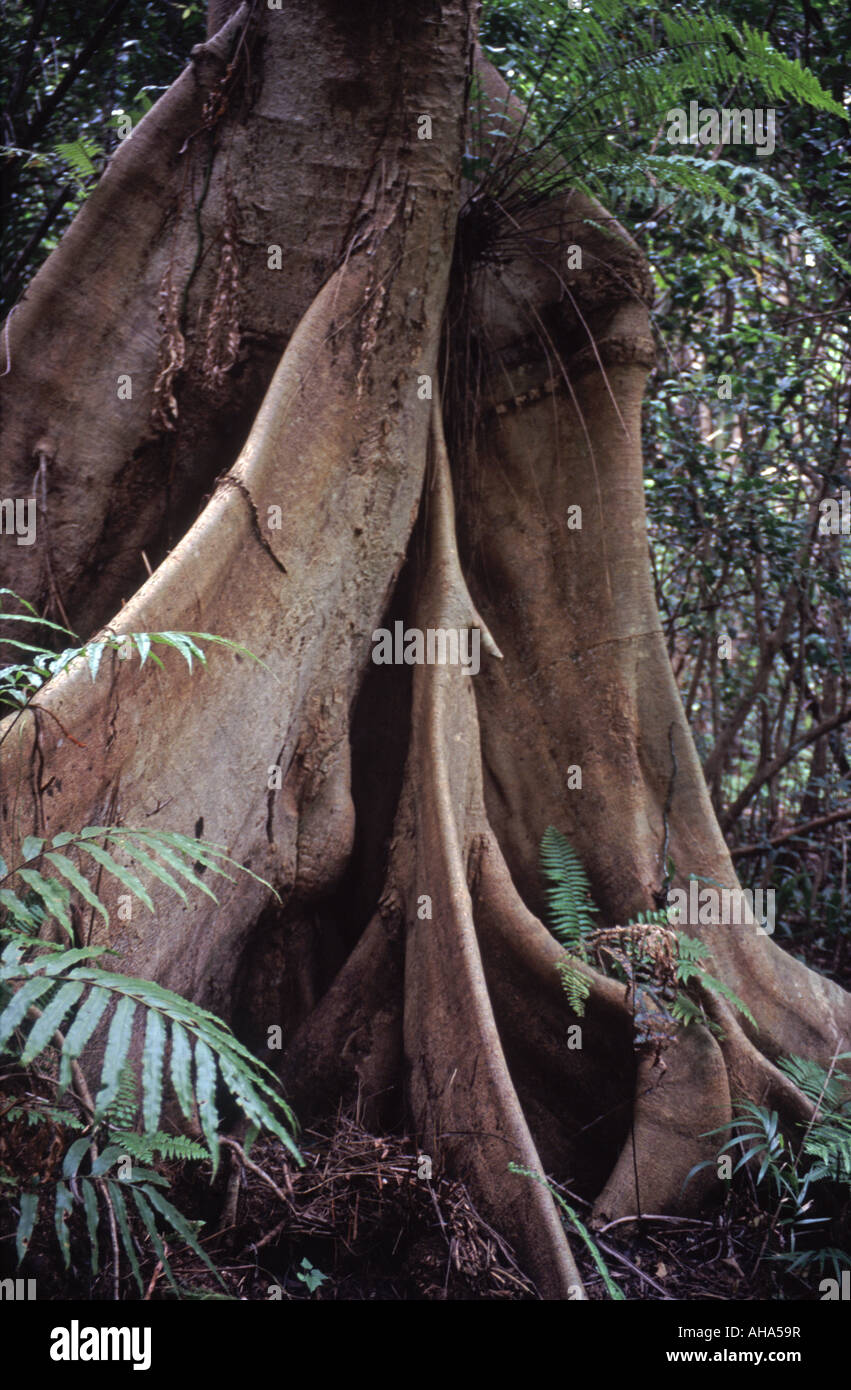 Jozani forest Zanzibar island giant creeper fig Tanzania Stock Photo ...