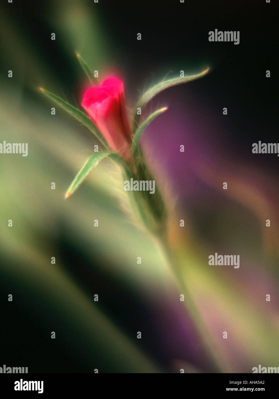 Luminous red flower bloom Stock Photo - Alamy