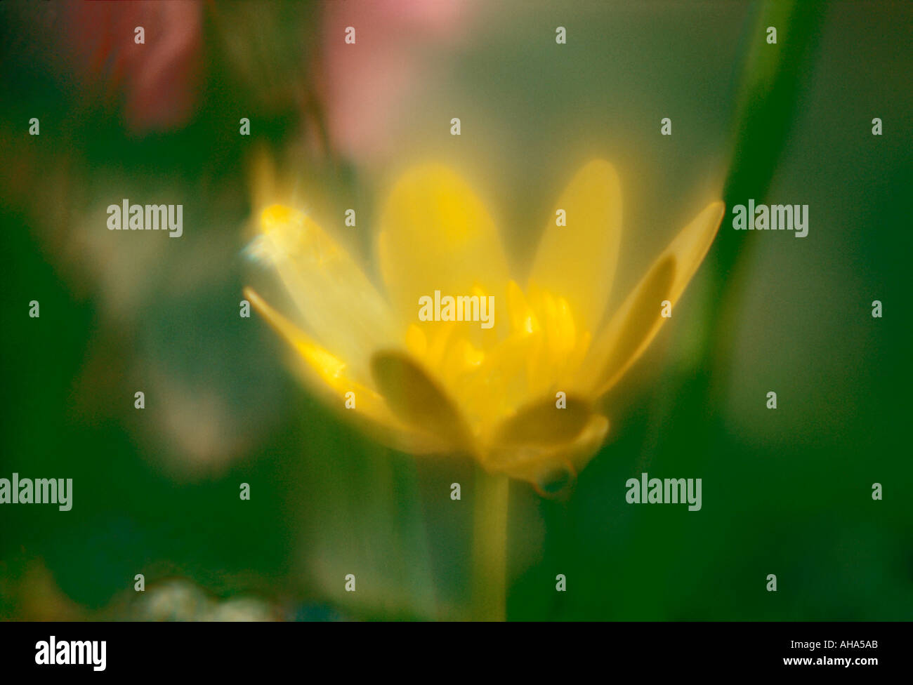 Luminous yellow blossom Stock Photo - Alamy
