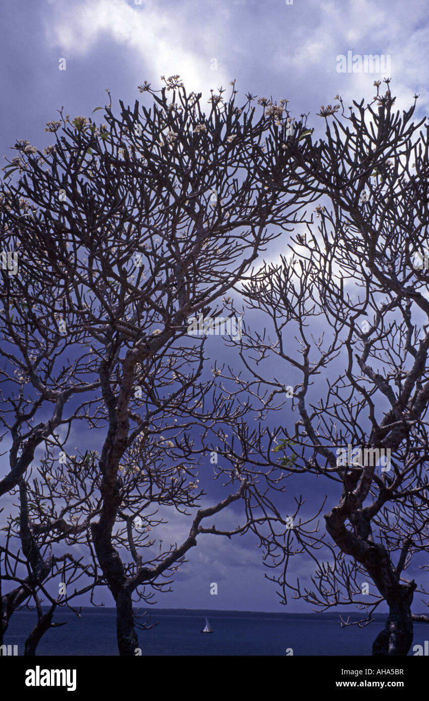 Frangipani trees, Changuu island off Zanzibar Tanzania Stock Photo - Alamy