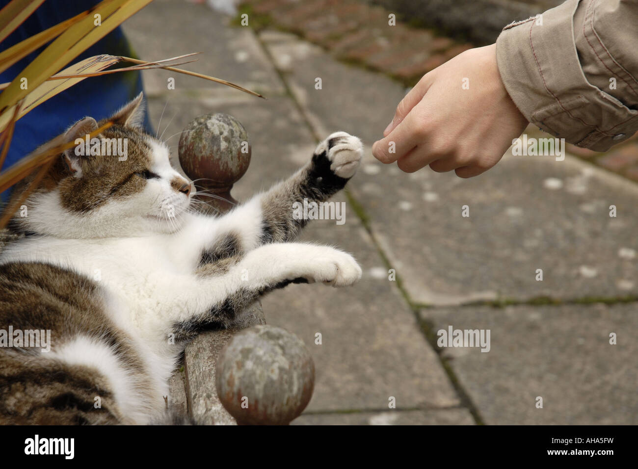 Cat giving the paw Stock Photo - Alamy