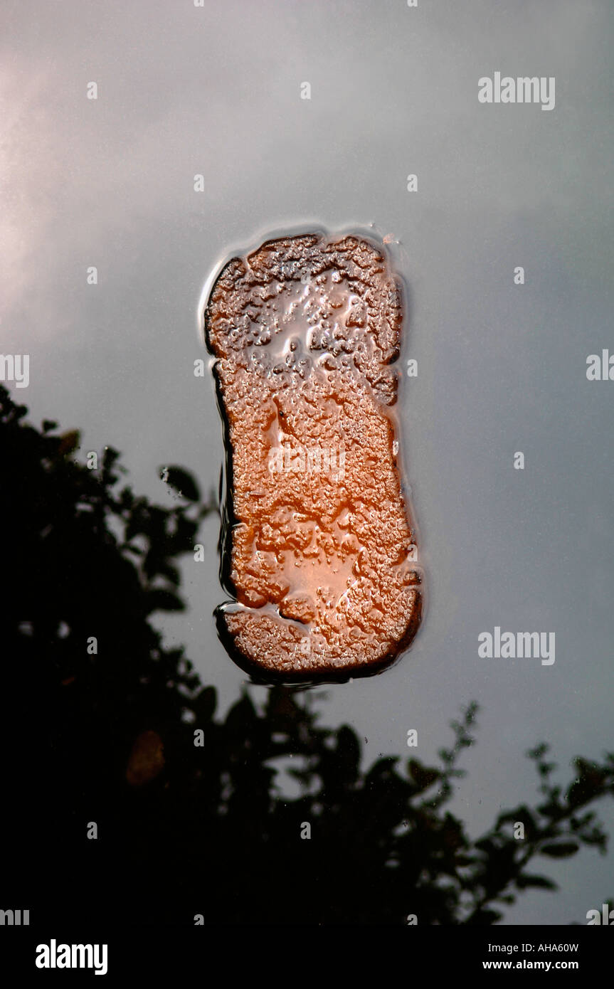 A Sponge Floating On Water Stock Photo - Alamy