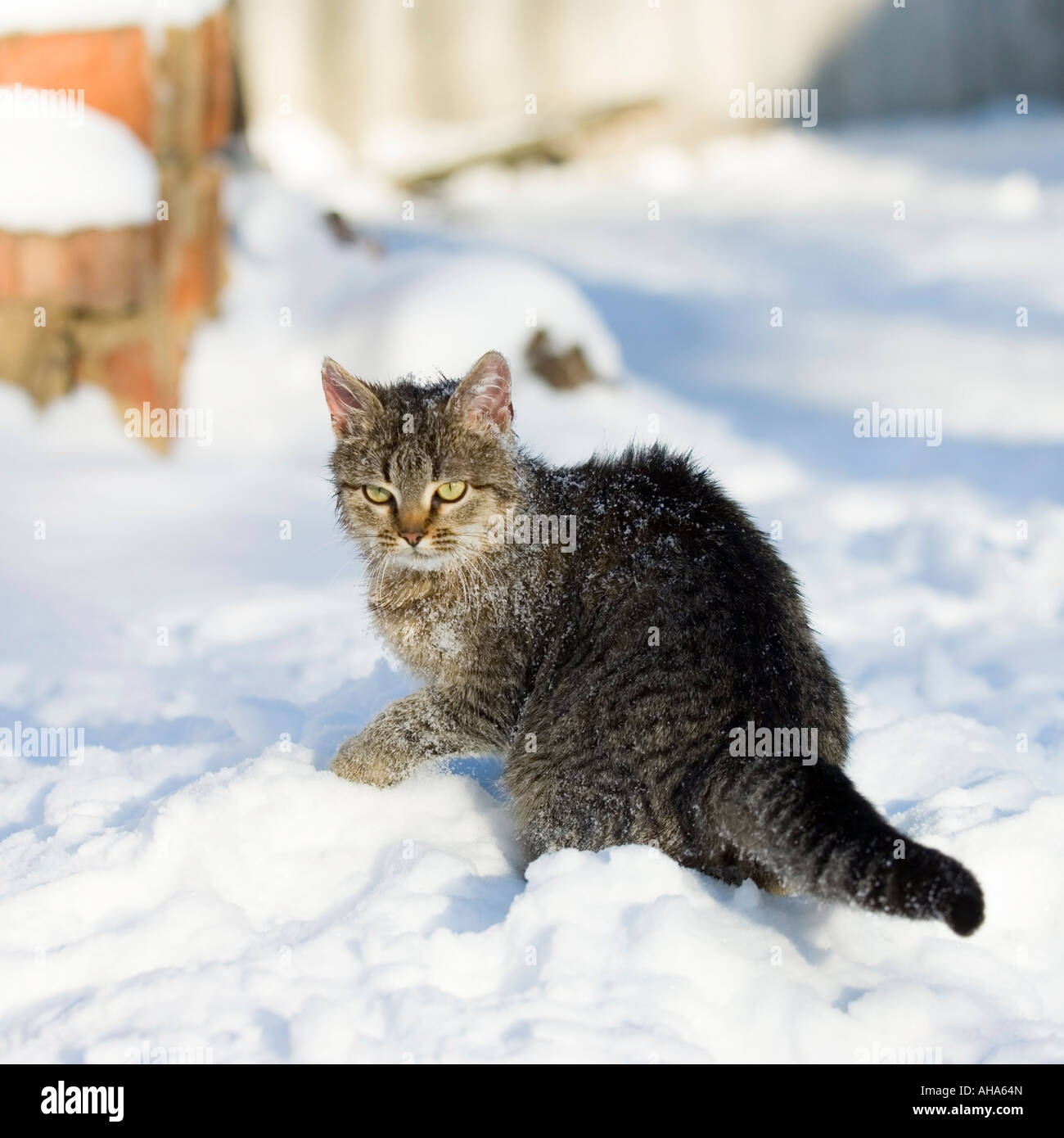 Portrait of domestic cat walking on the snow in winter Stock Photo - Alamy