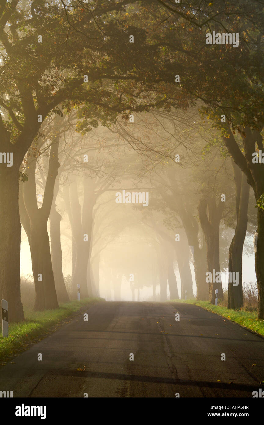 street trees morning fog Stock Photo - Alamy