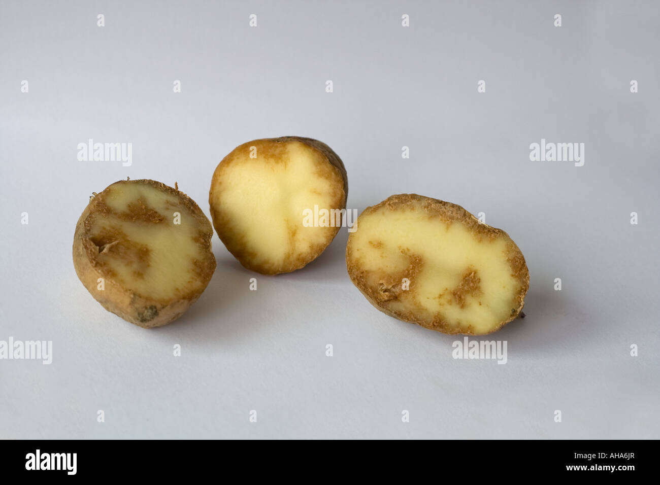 Potato Tuber Blight High Resolution Stock Photography and Images - Alamy