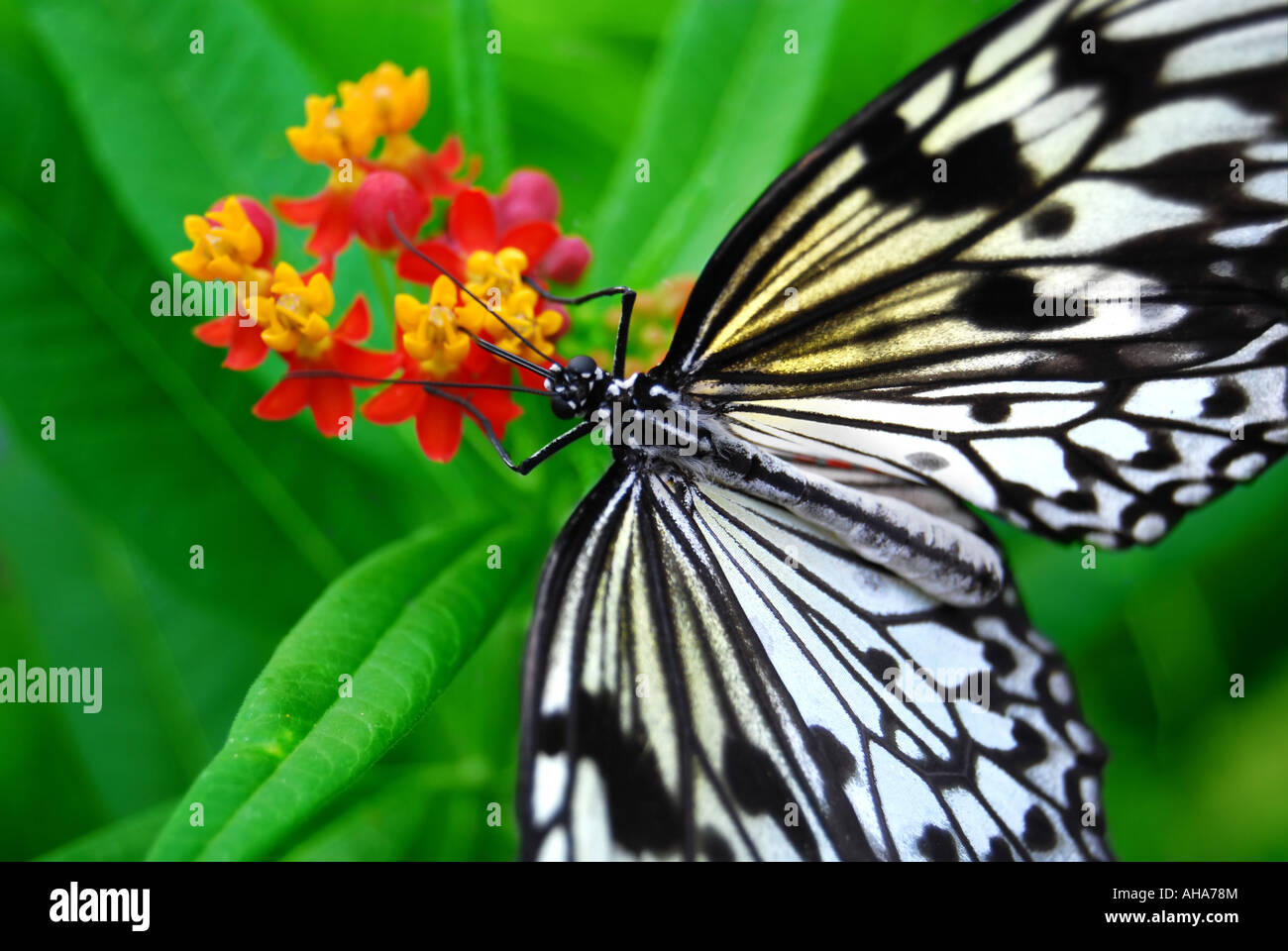 The rice black bug hi-res stock photography and images - Alamy