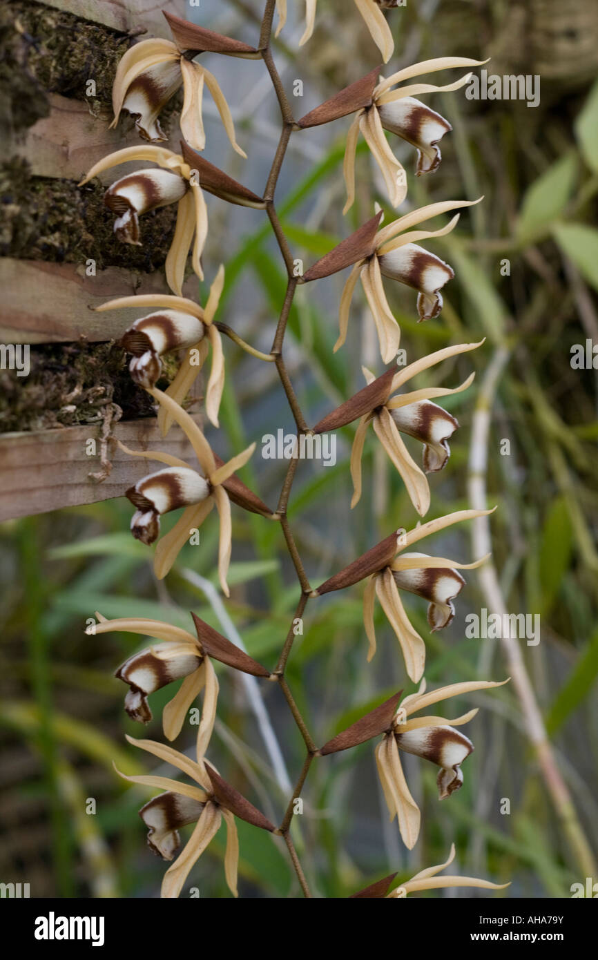 Bifoliate Leaves High Resolution Stock Photography and Images - Alamy
