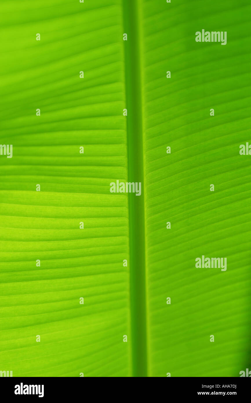 bright green tropical leaf Stock Photo - Alamy