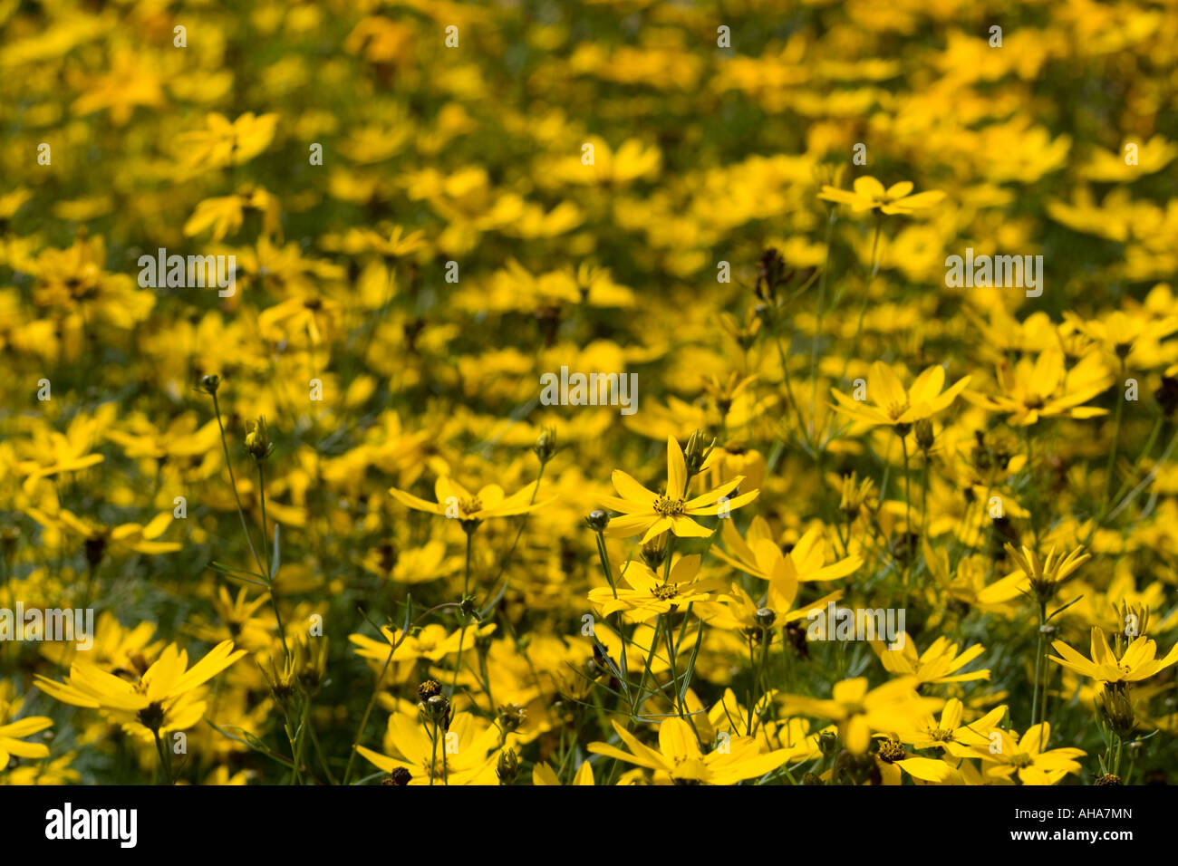 Calliopsis Flowers High Resolution Stock Photography and Images - Alamy