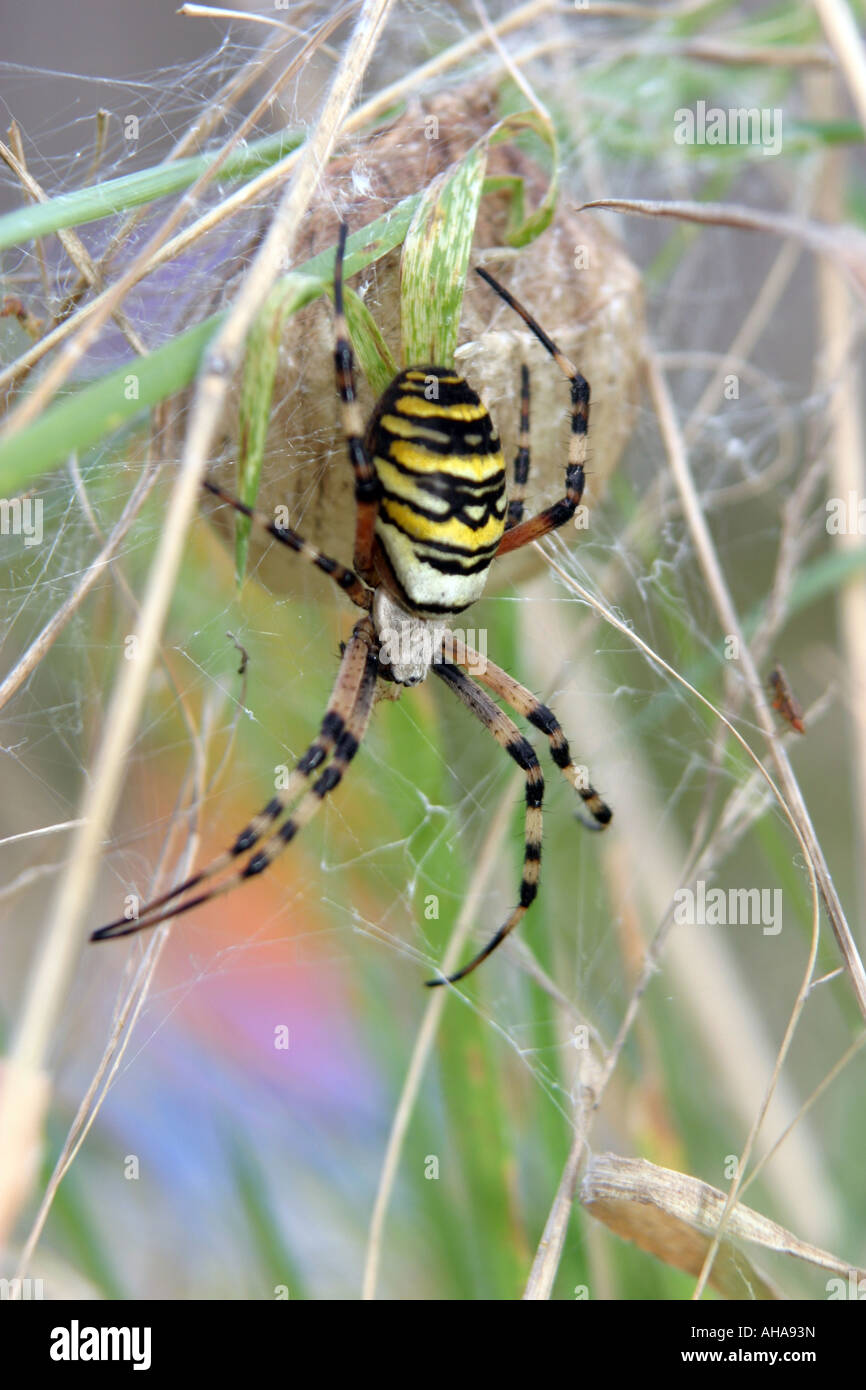 Orb spider egg sac hi-res stock photography and images - Alamy