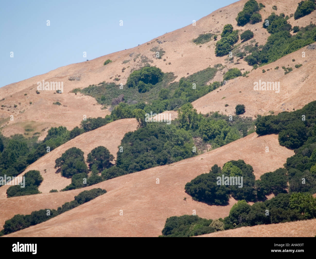 Trees on a hillside Stock Photo - Alamy