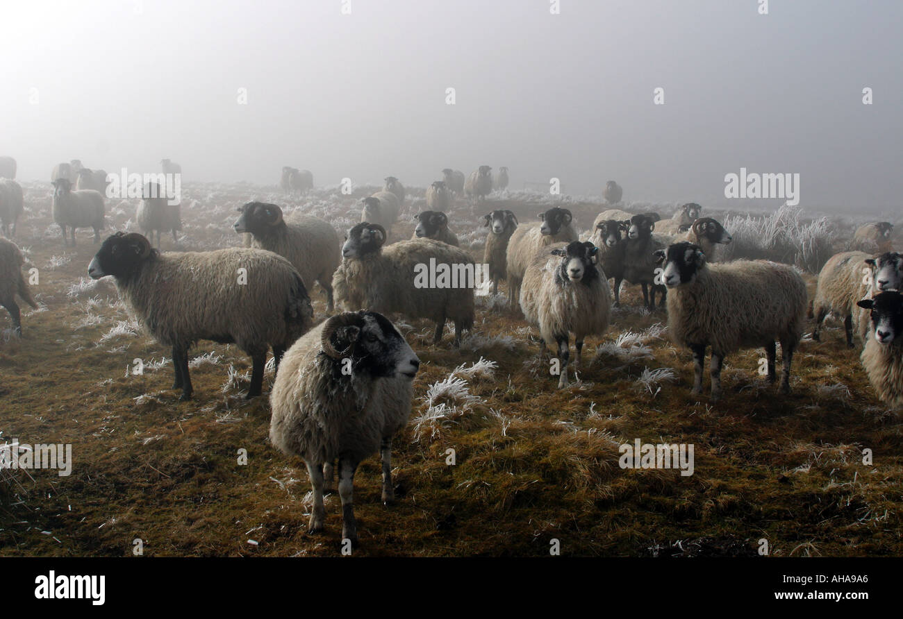 Hardy Breeds Of Sheep High Resolution Stock Photography and Images - Alamy