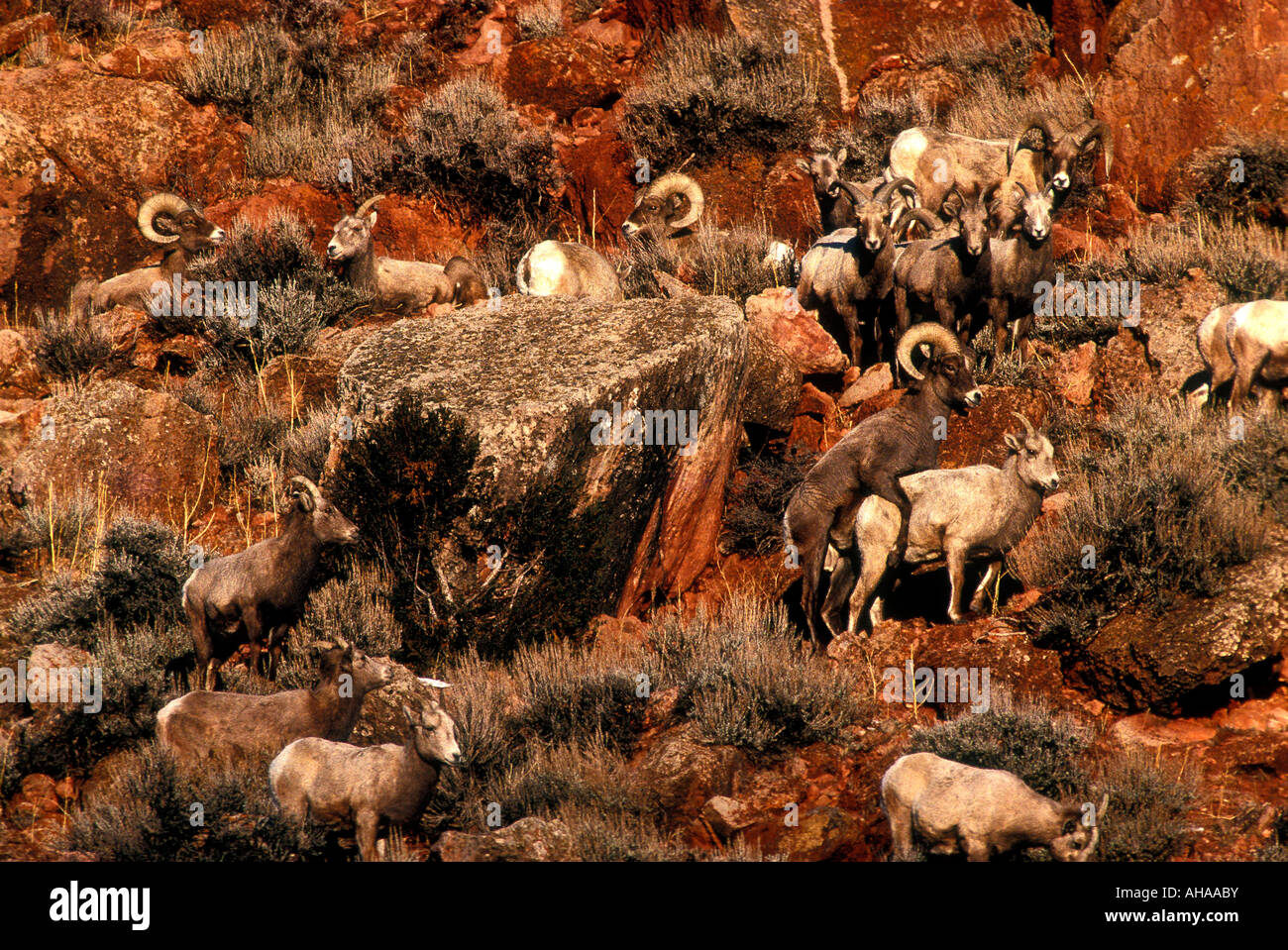 Mating bighorn sheep hi-res stock photography and images - Alamy