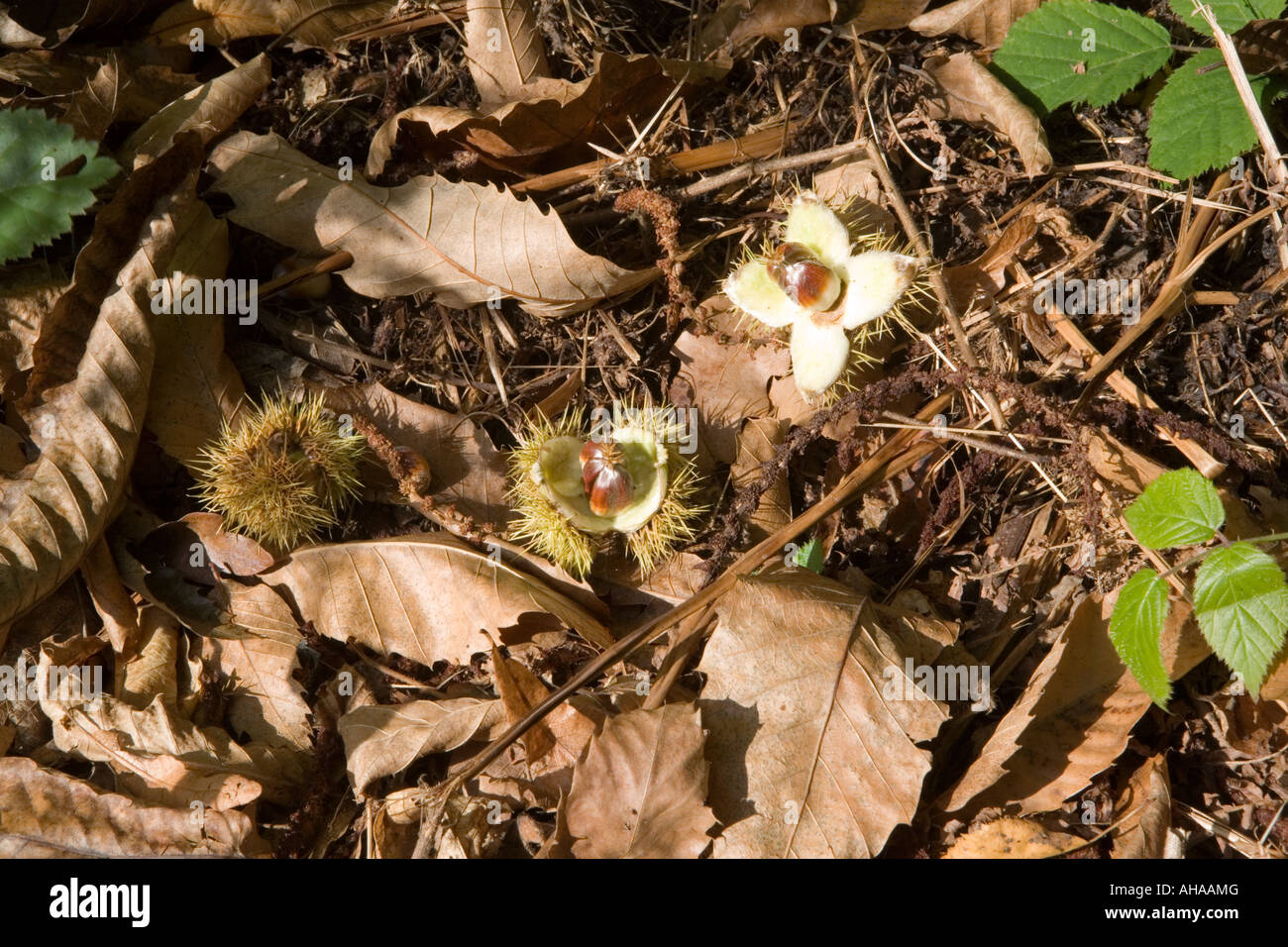 Sweet Chestnut Tree [Castanea sativa] Stock Photo - Alamy