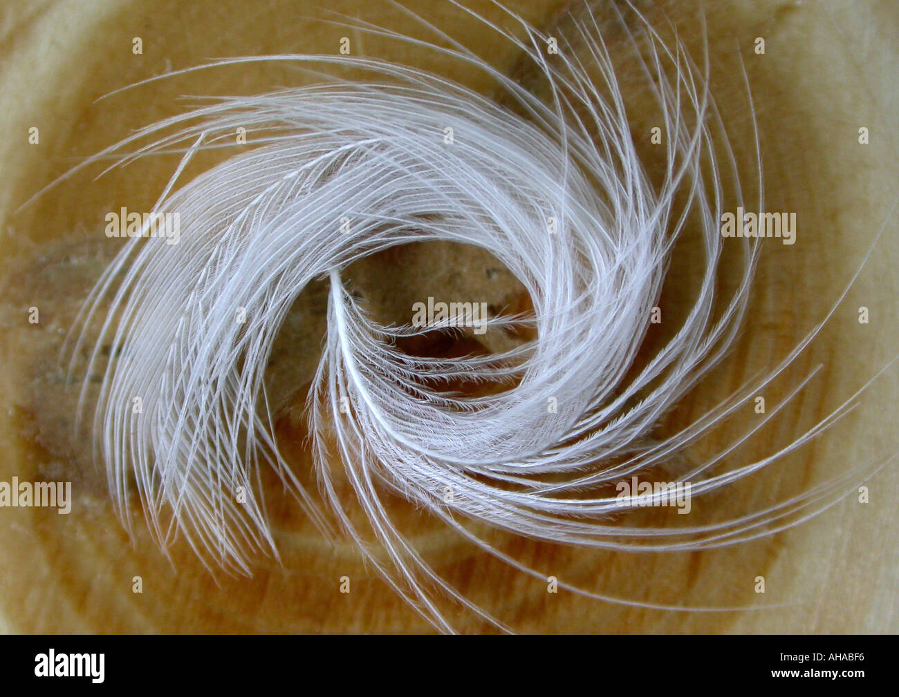 feather wrapped spiral Stock Photo - Alamy