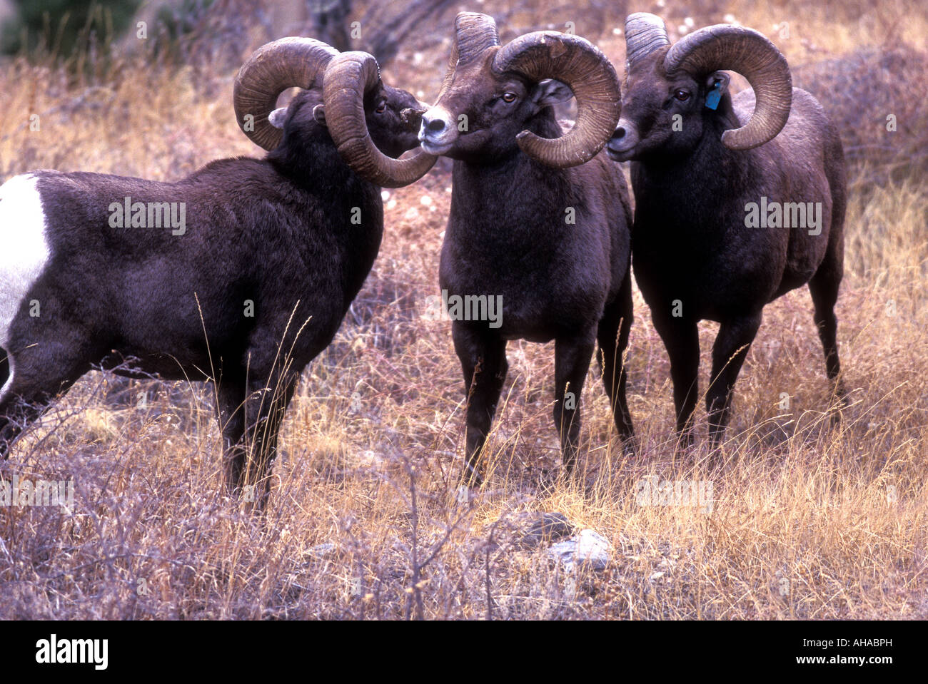 MS-353THREE BIGHORN SHEEP RAMS IN DOMINATE POSITIONS Stock Photo - Alamy
