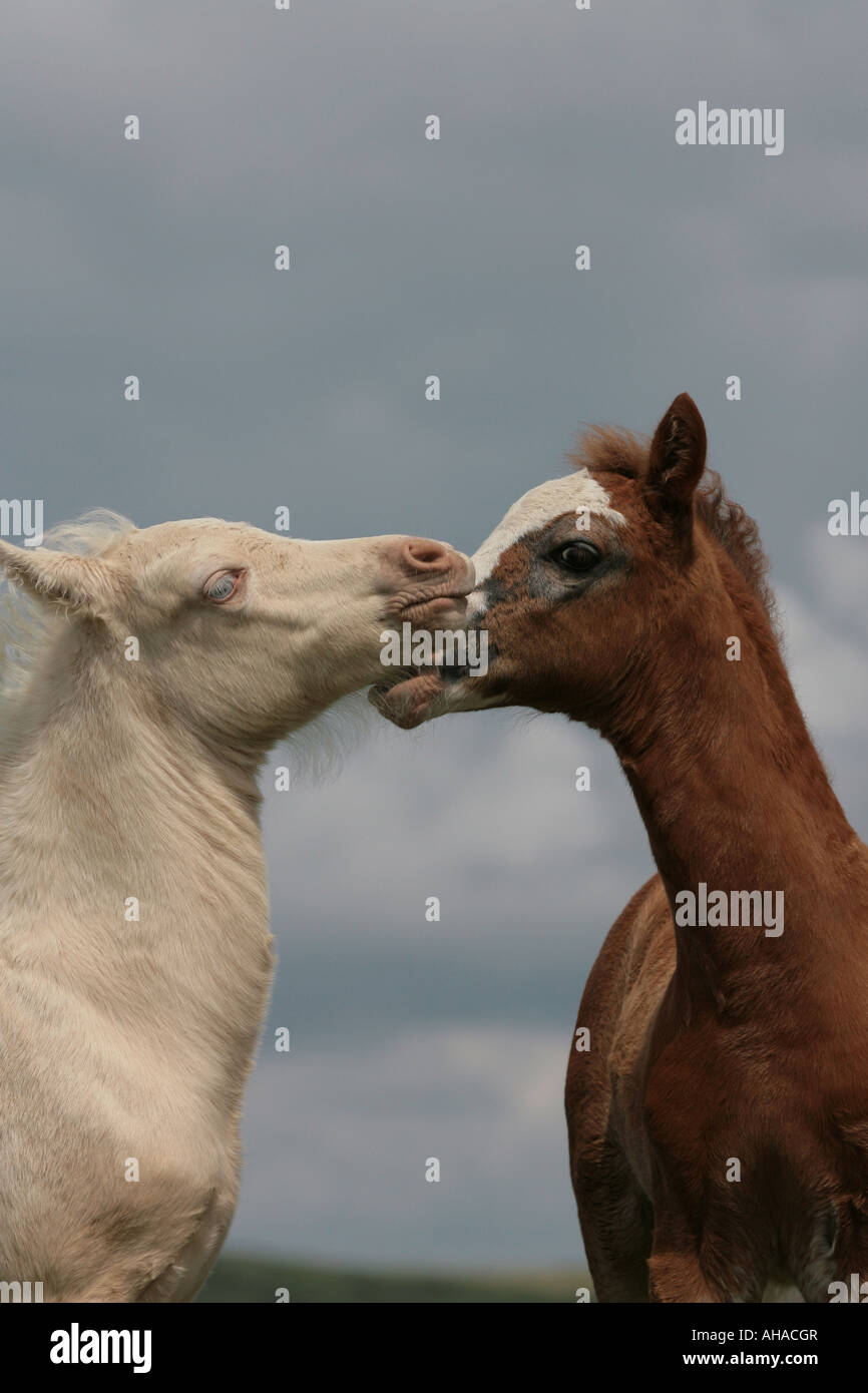 Two foals playing Stock Photo - Alamy