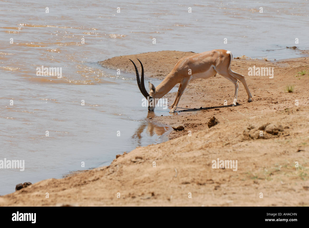 Male Grant s Gazelle drinking on the sandy bank of the Uaso Nyiro river ...