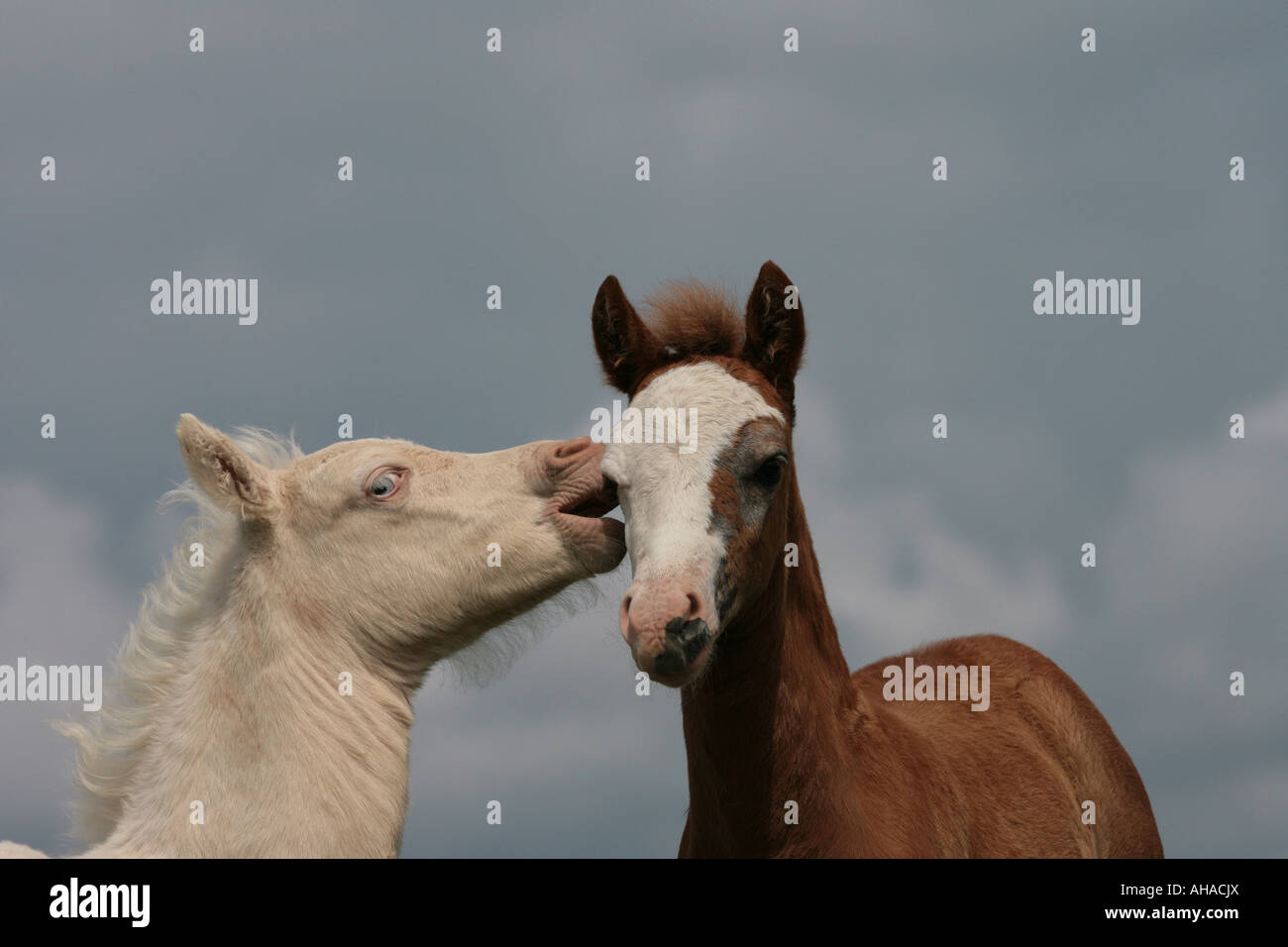 Two young foals playing in west Wales Stock Photo - Alamy