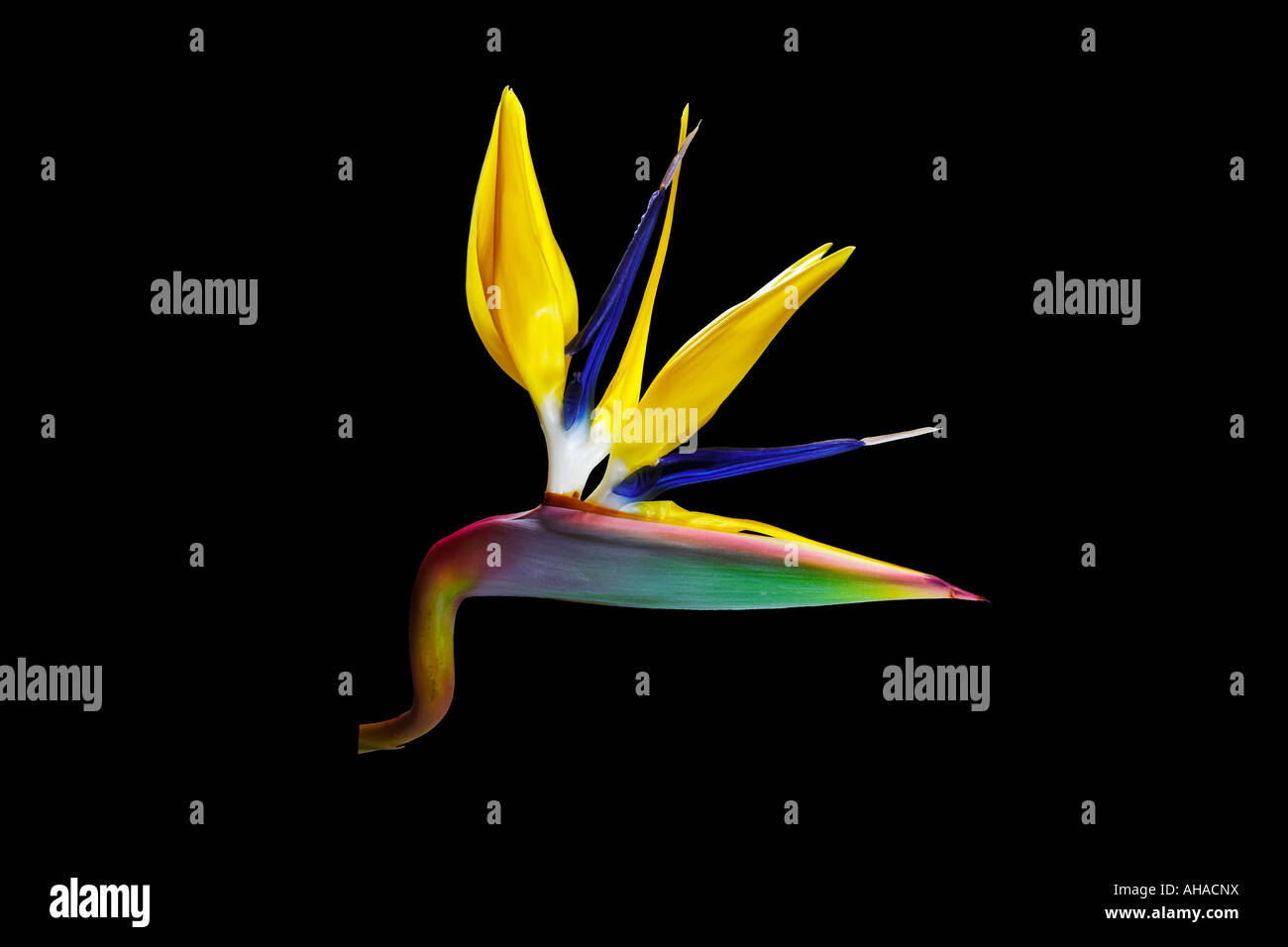 Strelitzia reginae Mandela s Gold, Yellow or gold bird of paradise ...
