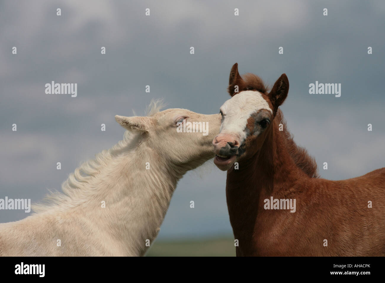 Two young foals playing in west Wales Stock Photo - Alamy