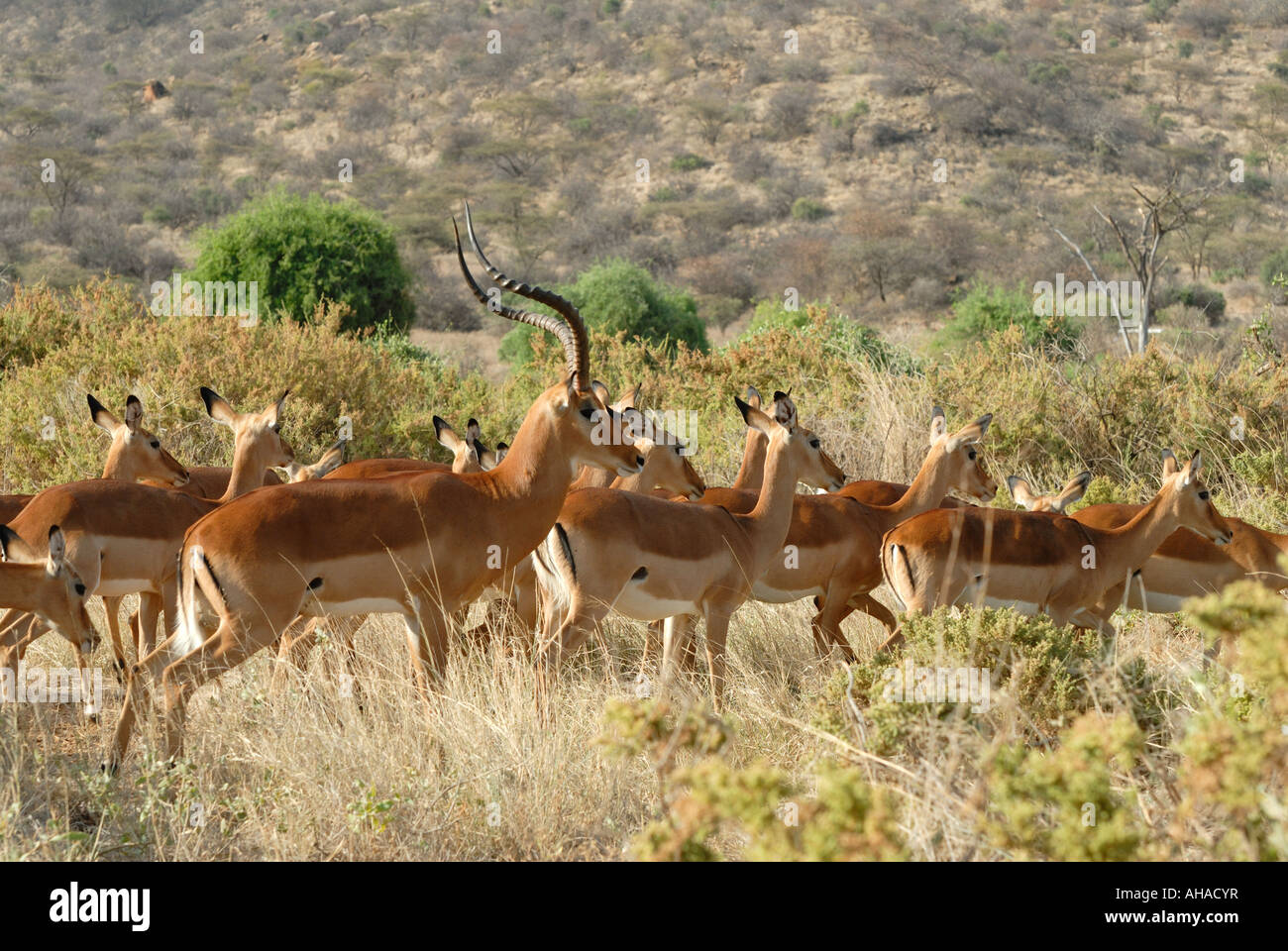A male Impala with part of his harem of females Samburu National ...