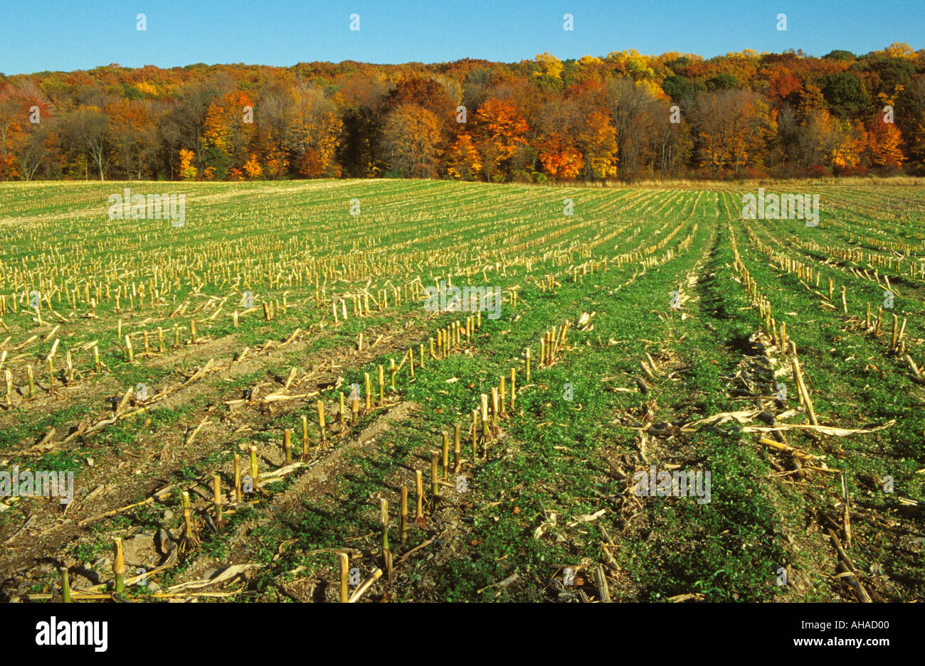 End of Crop Stock Photo - Alamy
