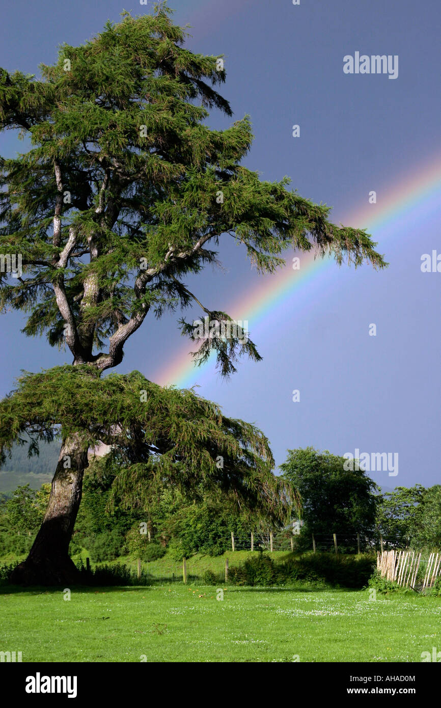 Tree and Rainbow Stock Photo - Alamy
