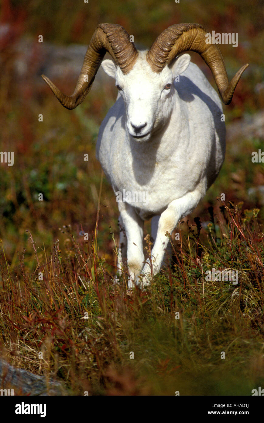Dall rams hi-res stock photography and images - Alamy
