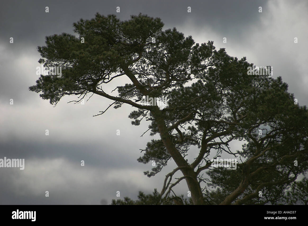 tree blowing in the wind with stormy sky Stock Photo - Alamy