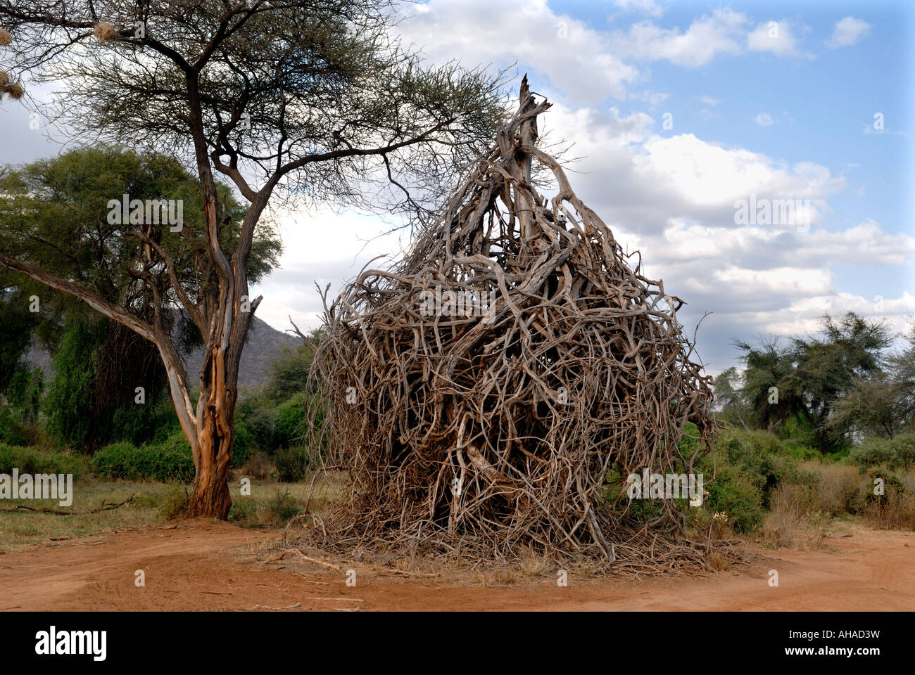 A curious dead Acacia tree whose branches have fallen around the tree ...