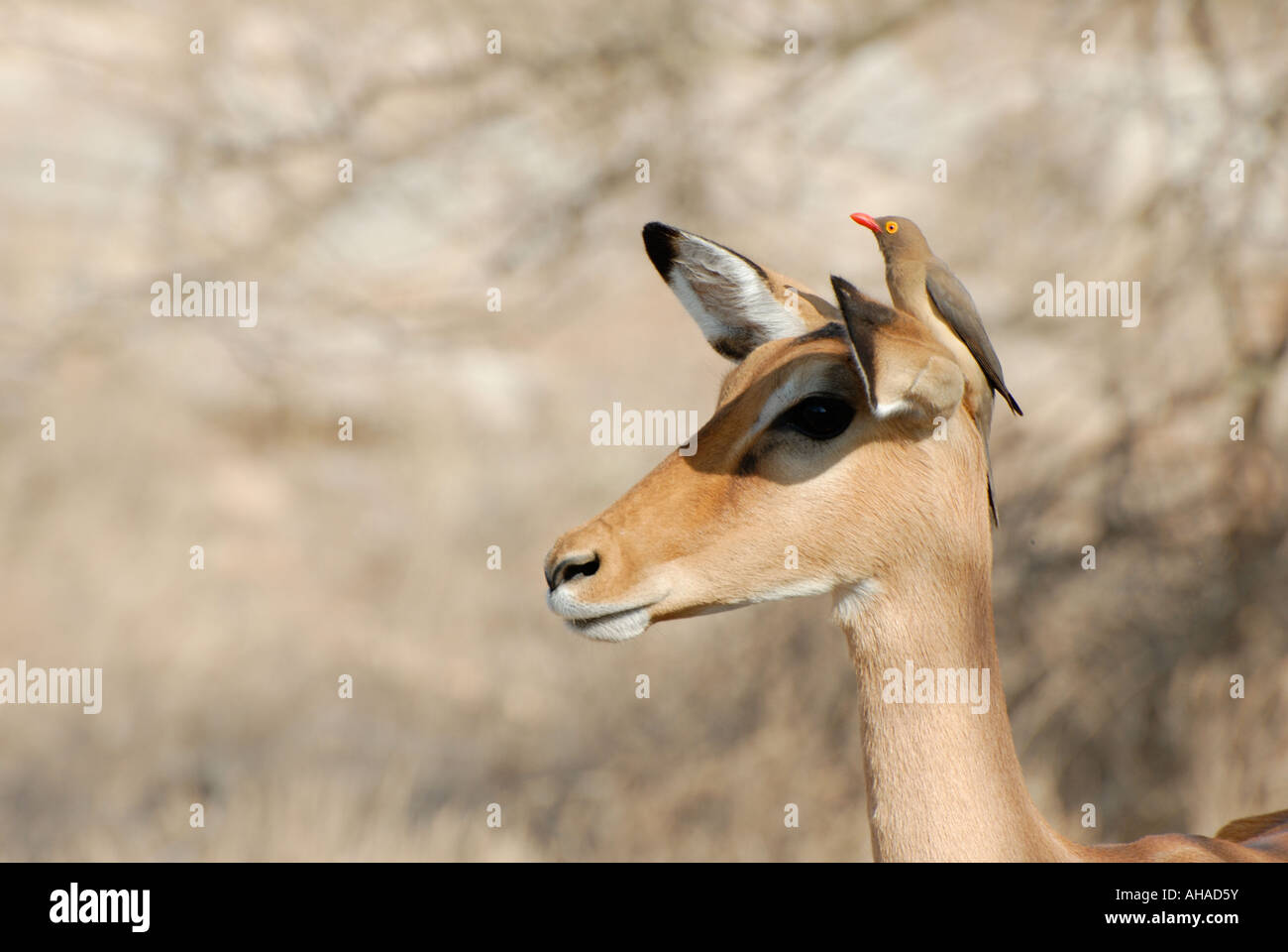Adult portrait with red billed oxpecker hi-res stock photography and ...