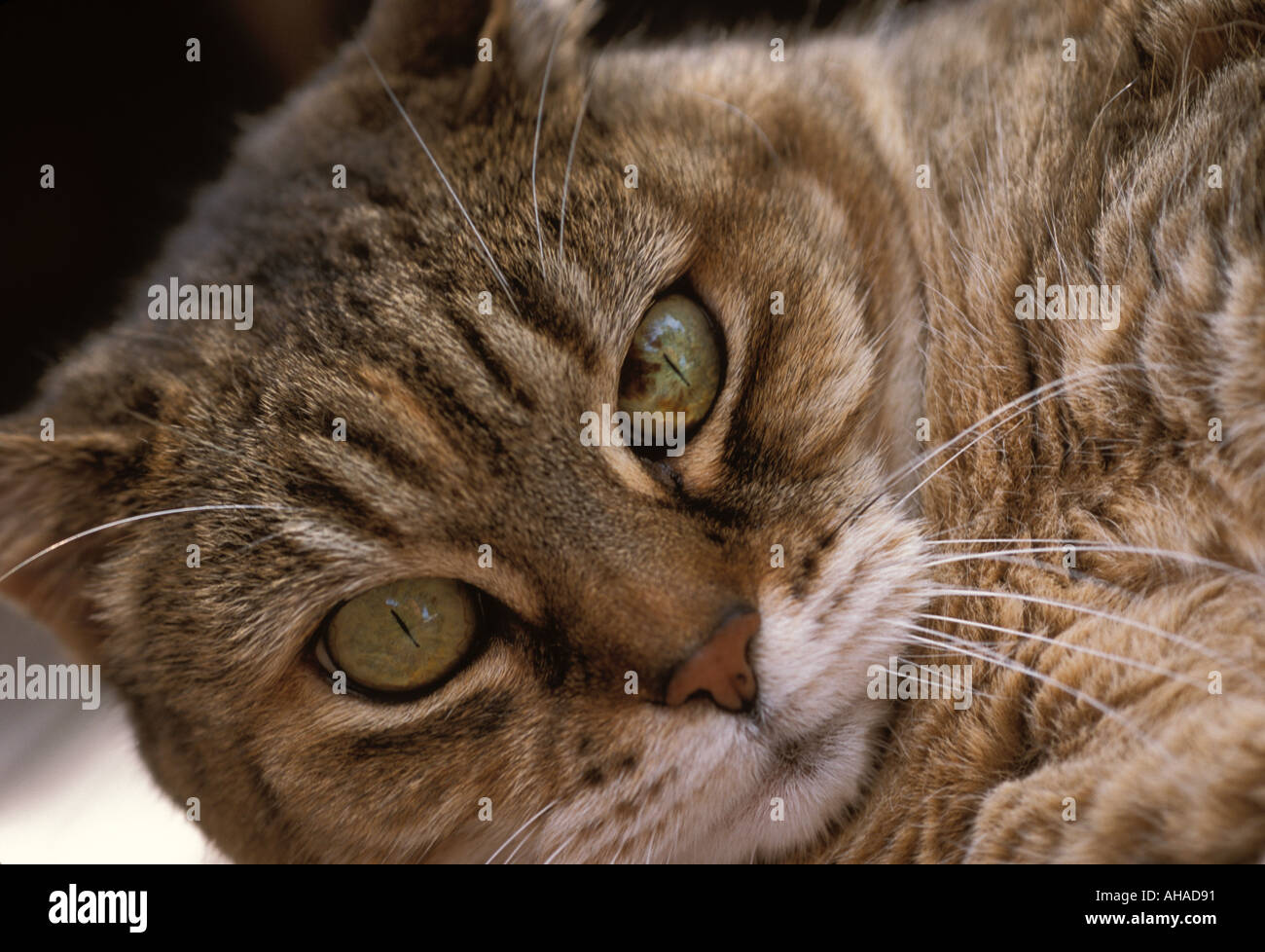 Cat angry eyes hi-res stock photography and images - Alamy