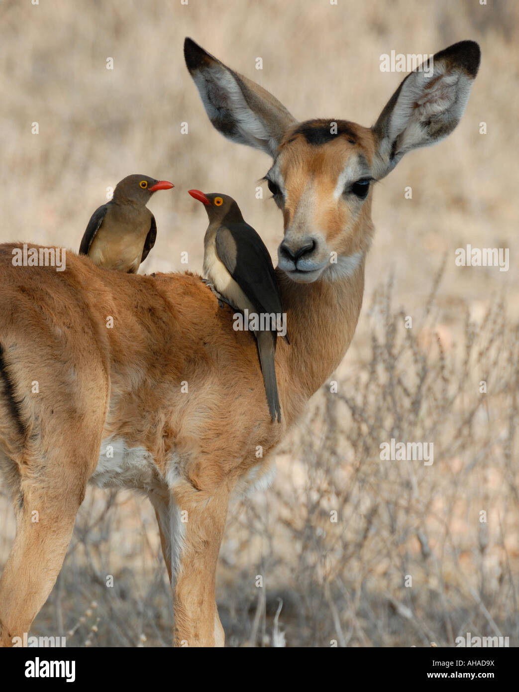 Red Billed Oxpeckers On An Impala High Resolution Stock Photography and ...