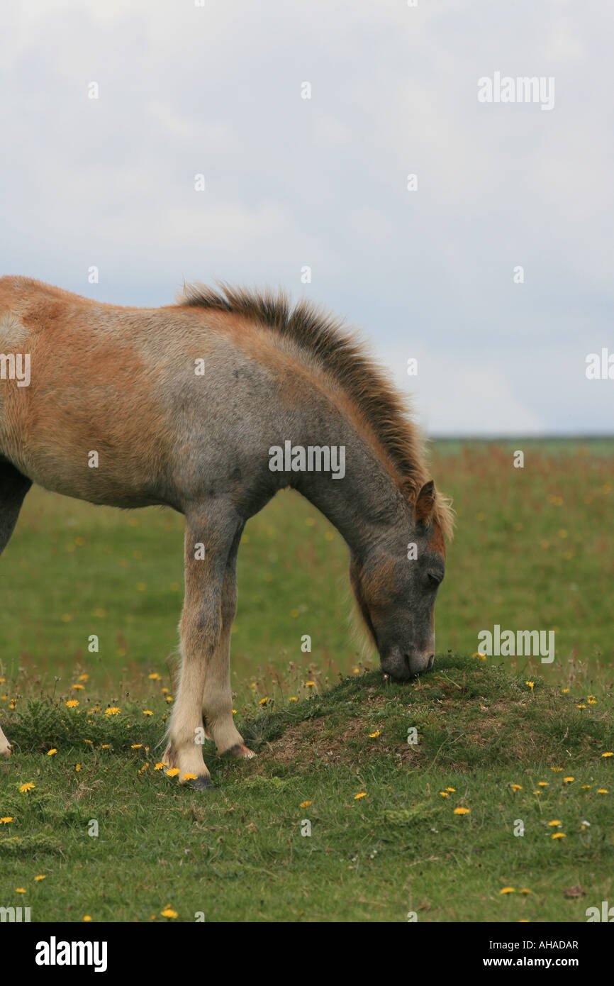 Foal eating hi-res stock photography and images - Alamy