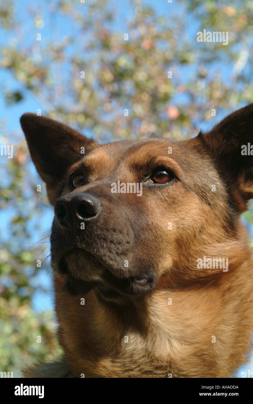 Dogs portrait animal pets pet hi-res stock photography and images - Alamy