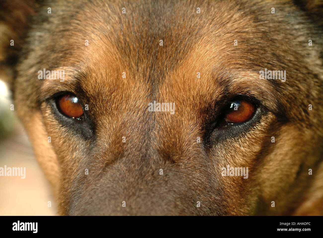 Sad dogs eyes hi-res stock photography and images - Alamy