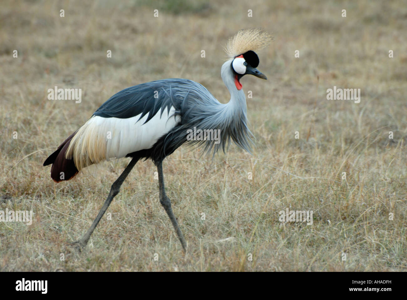 Crowned Crane walking through grassland in the Masai Mara National ...