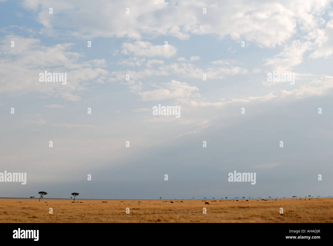 A vast open plain in the Masai Mara National Reserve Kenya East Africa ...